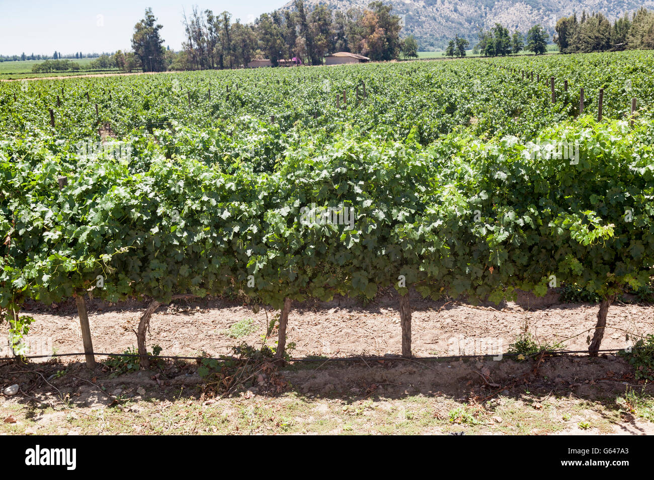 Vineyard Winery Santiago do Chile Stock Photo - Alamy