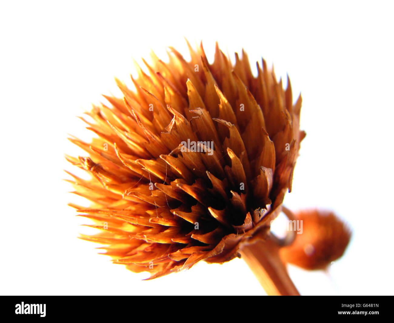 Spiky flower hi-res stock photography and images - Alamy