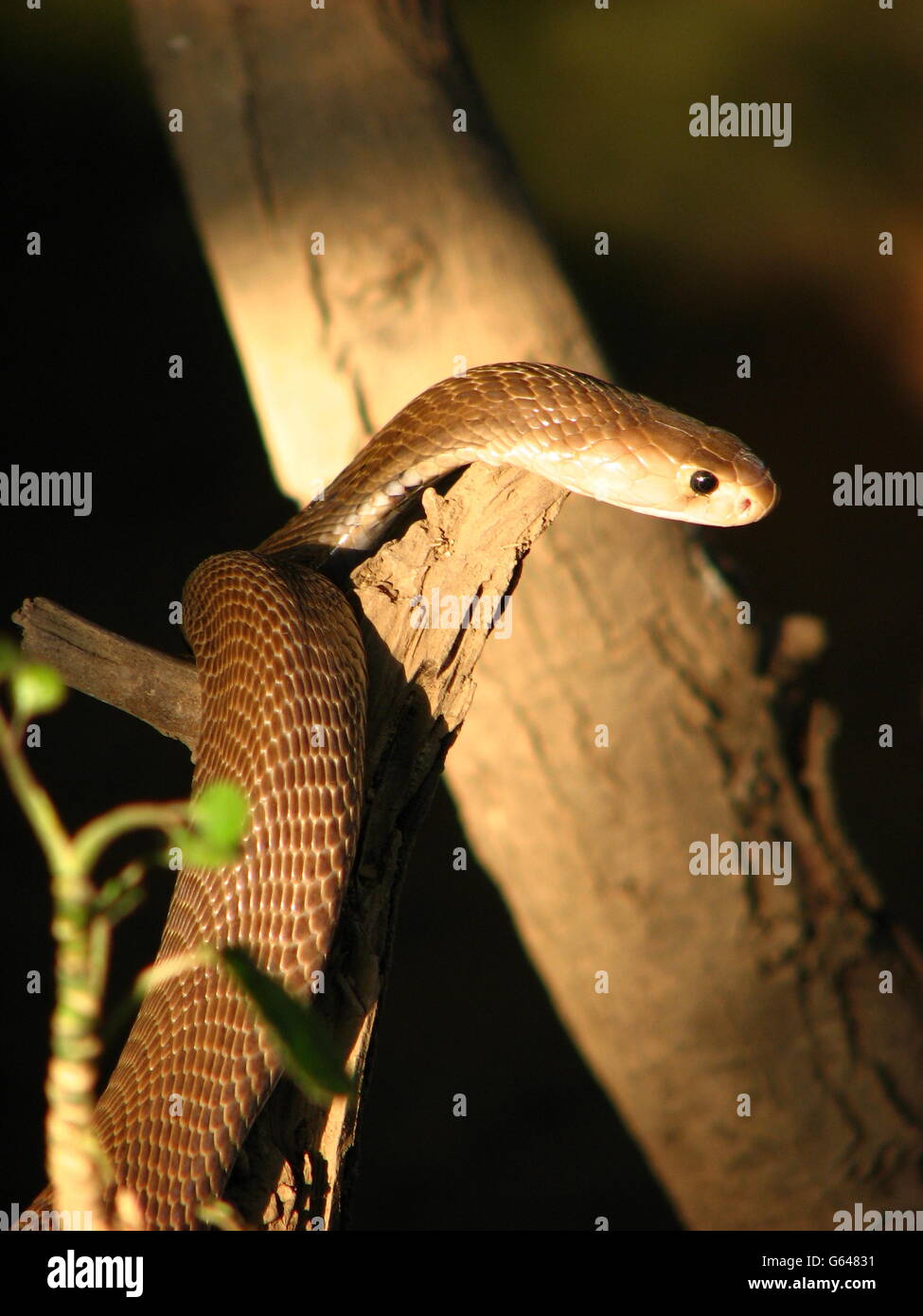 Ratsnake hi-res stock photography and images - Alamy