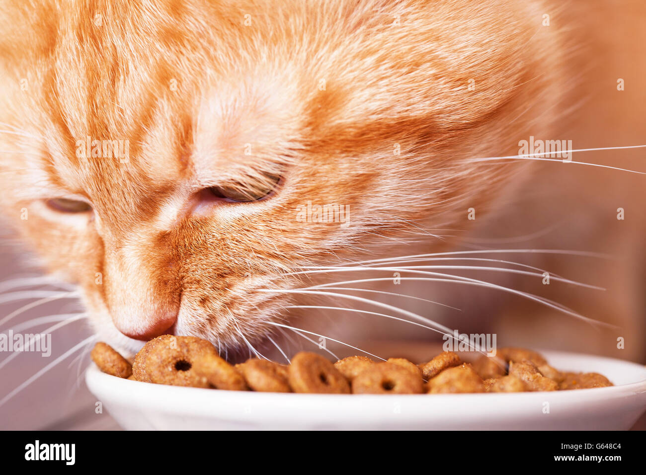 Hungry feline hi-res stock photography and images - Alamy