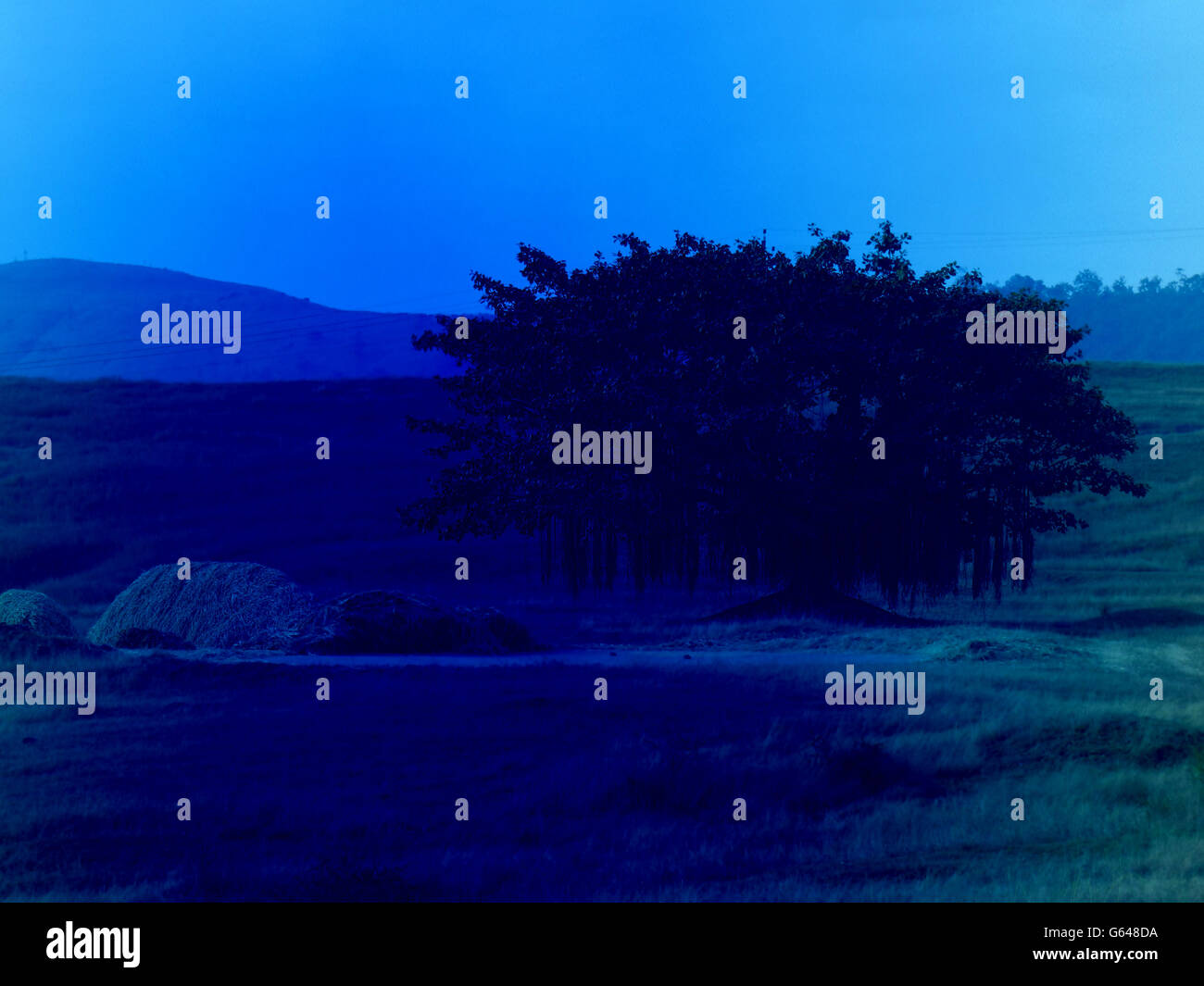 Night Horror Tree Stock Photo - Alamy