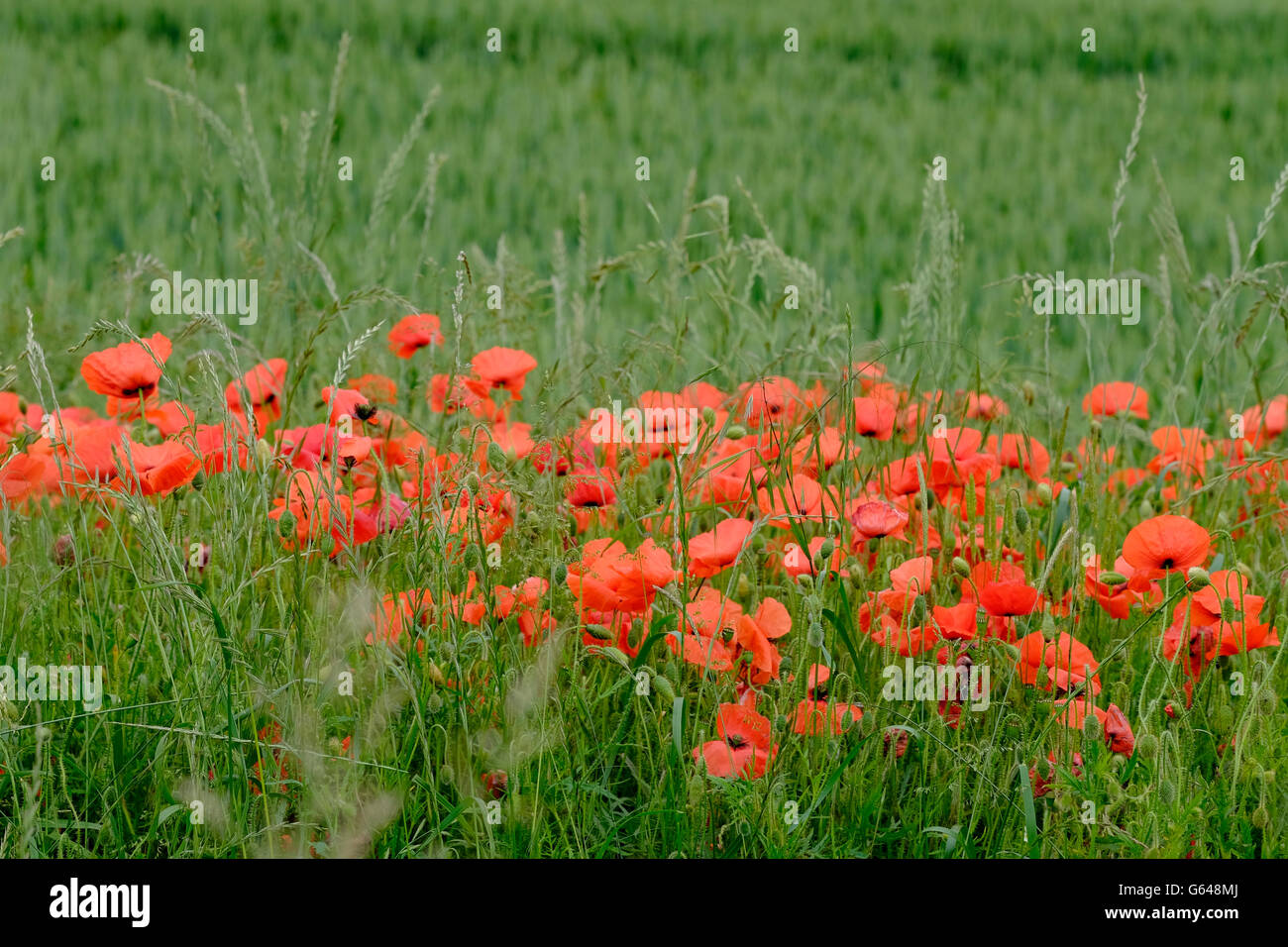 Thiepval and poppies hi-res stock photography and images - Alamy