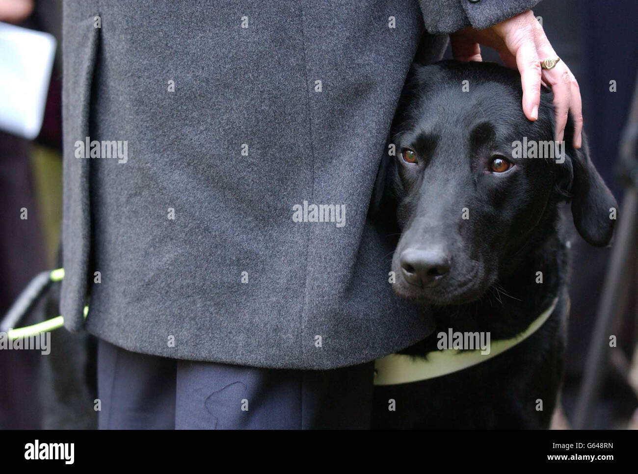 Blunkett guide dog hi-res stock photography and images - Alamy