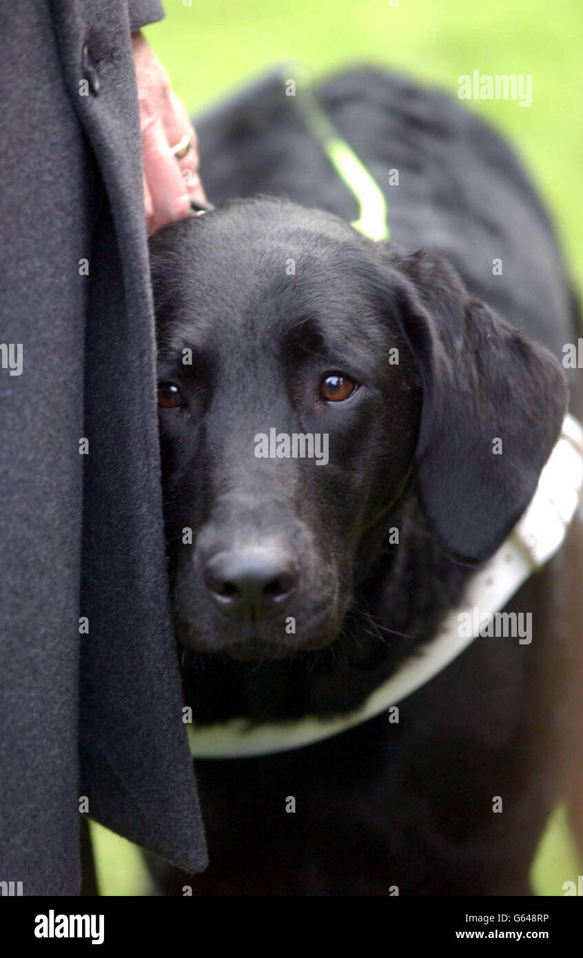 Home Secretary David Blunkett introduces his new guide dog Sadie to the ...