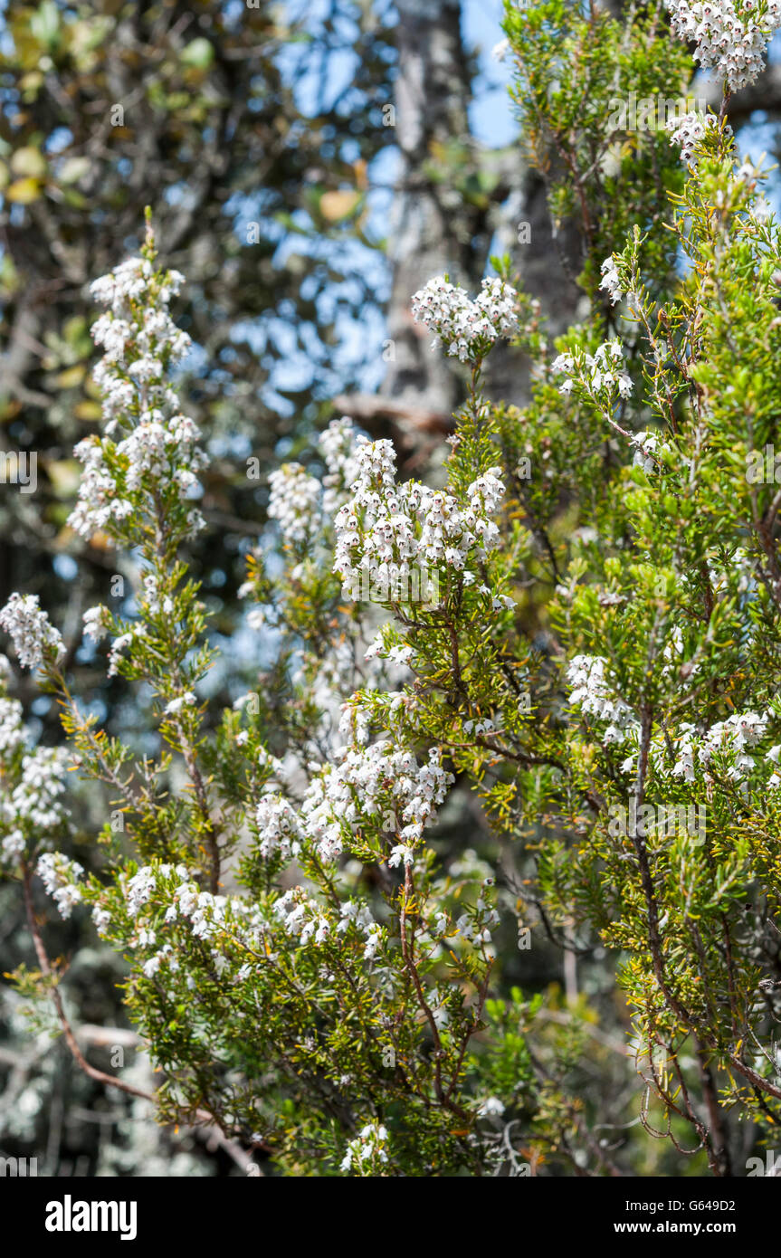 Flowers of Tree Heath, Erica arborea. Photo taken in Toledo Mountains ...