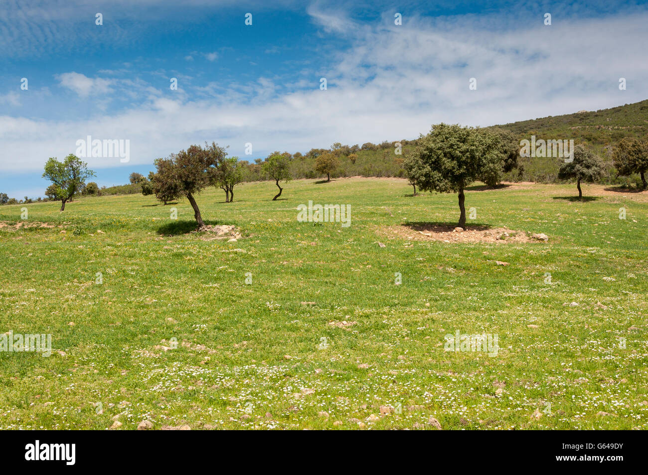 Mediterranean shrublands and flowering fallows in Toledo Mountains ...
