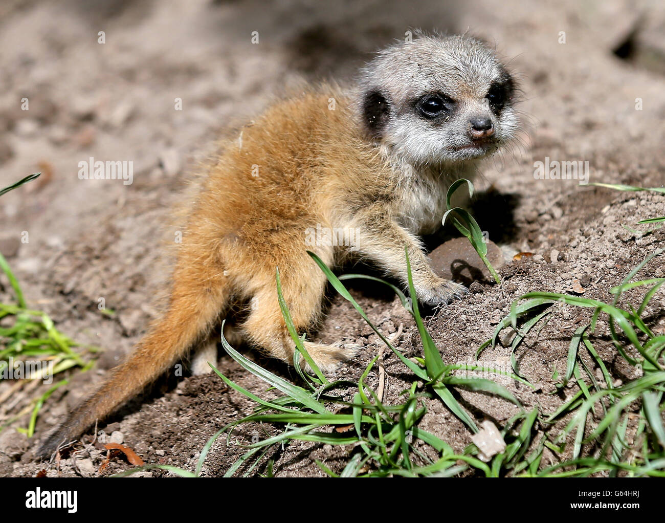 Meerkat cubs at Blair Drummond Safari Park Stock Photo - Alamy