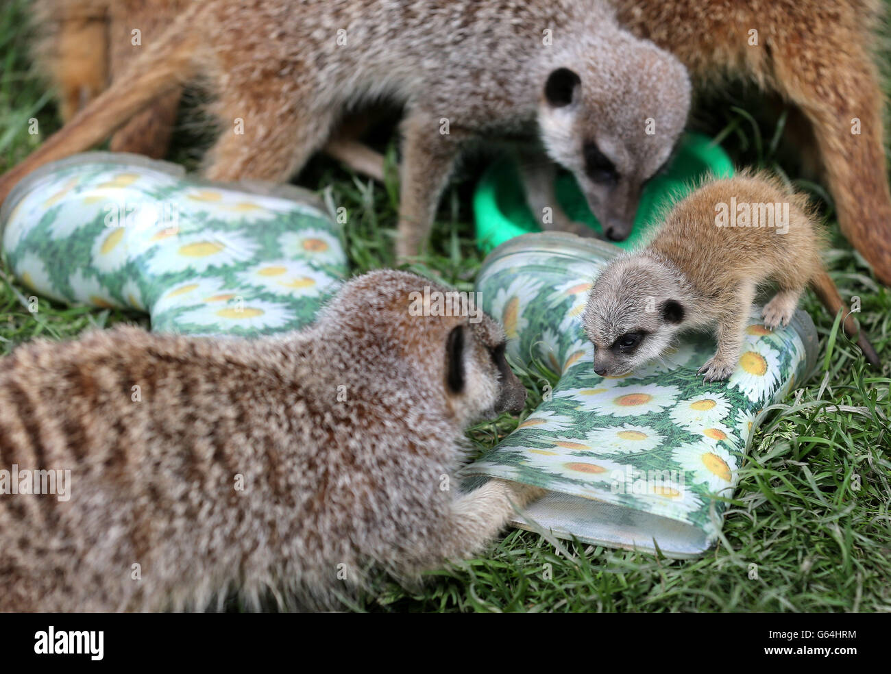 Four week old meerkat cub Monty in his enclosure at Blair Drummond ...