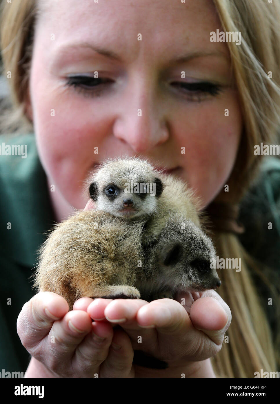 Meerkat cubs at Blair Drummond Safari Park Stock Photo - Alamy