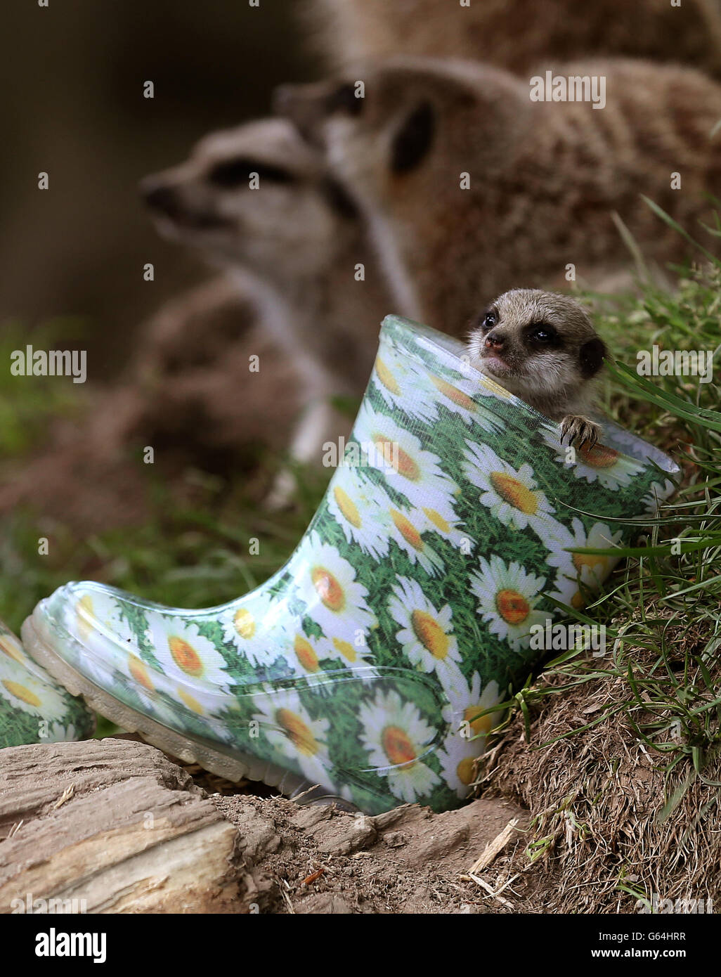 Meerkat cubs blair drummond safari park hi-res stock photography and ...