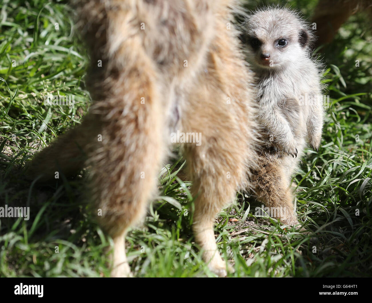Four week old meerkat cub Monty in his enclosure at Blair Drummond ...