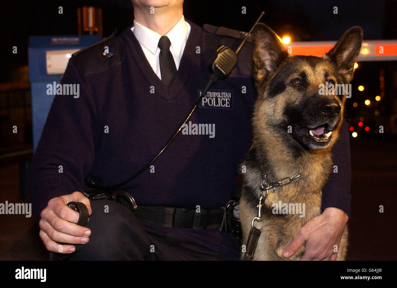 Three year old german shepherd hi-res stock photography and images - Alamy