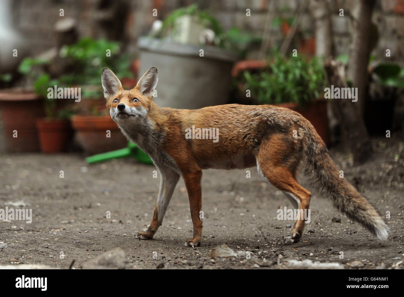 Fox in a garden hi-res stock photography and images - Alamy
