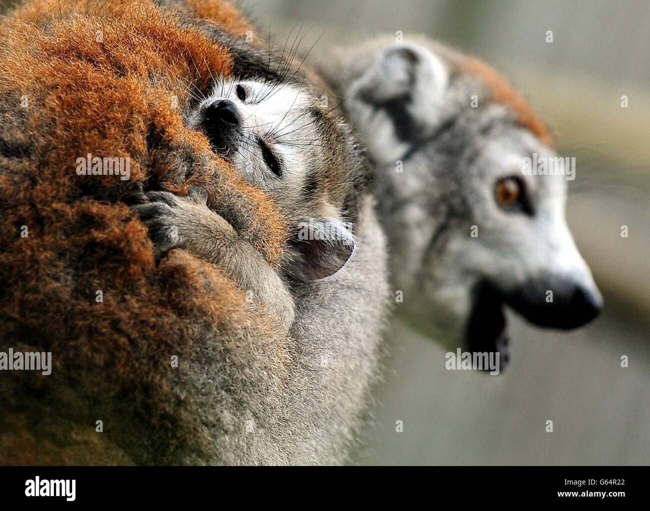 Newborn baby Lemur Stock Photo - Alamy