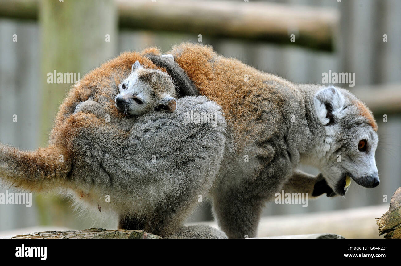 Newborn baby Lemur. Four week old crowned baby Lemur with mum Rose at ...