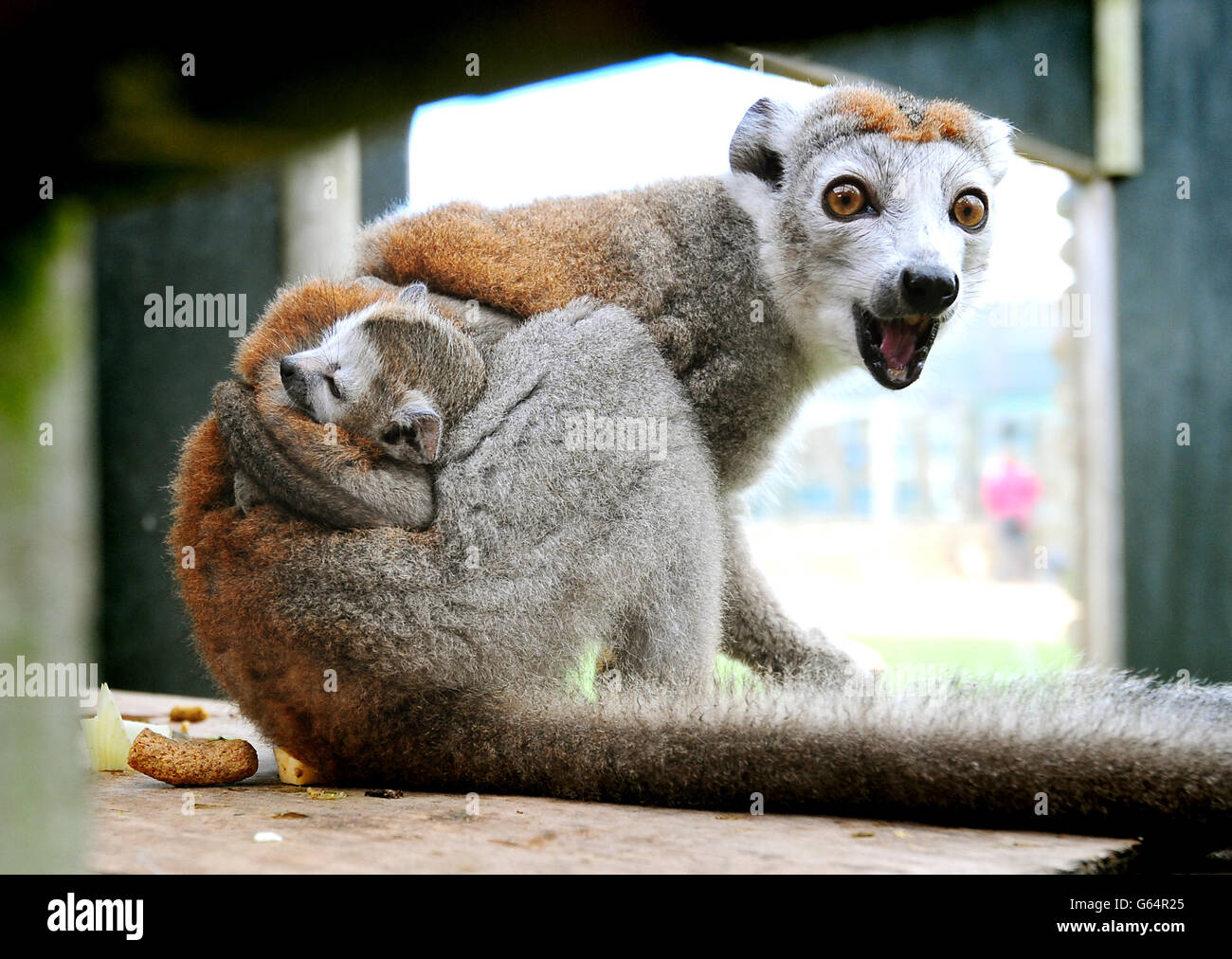 Newborn baby Lemur. Four week old crowned baby Lemur with mum Rose at ...