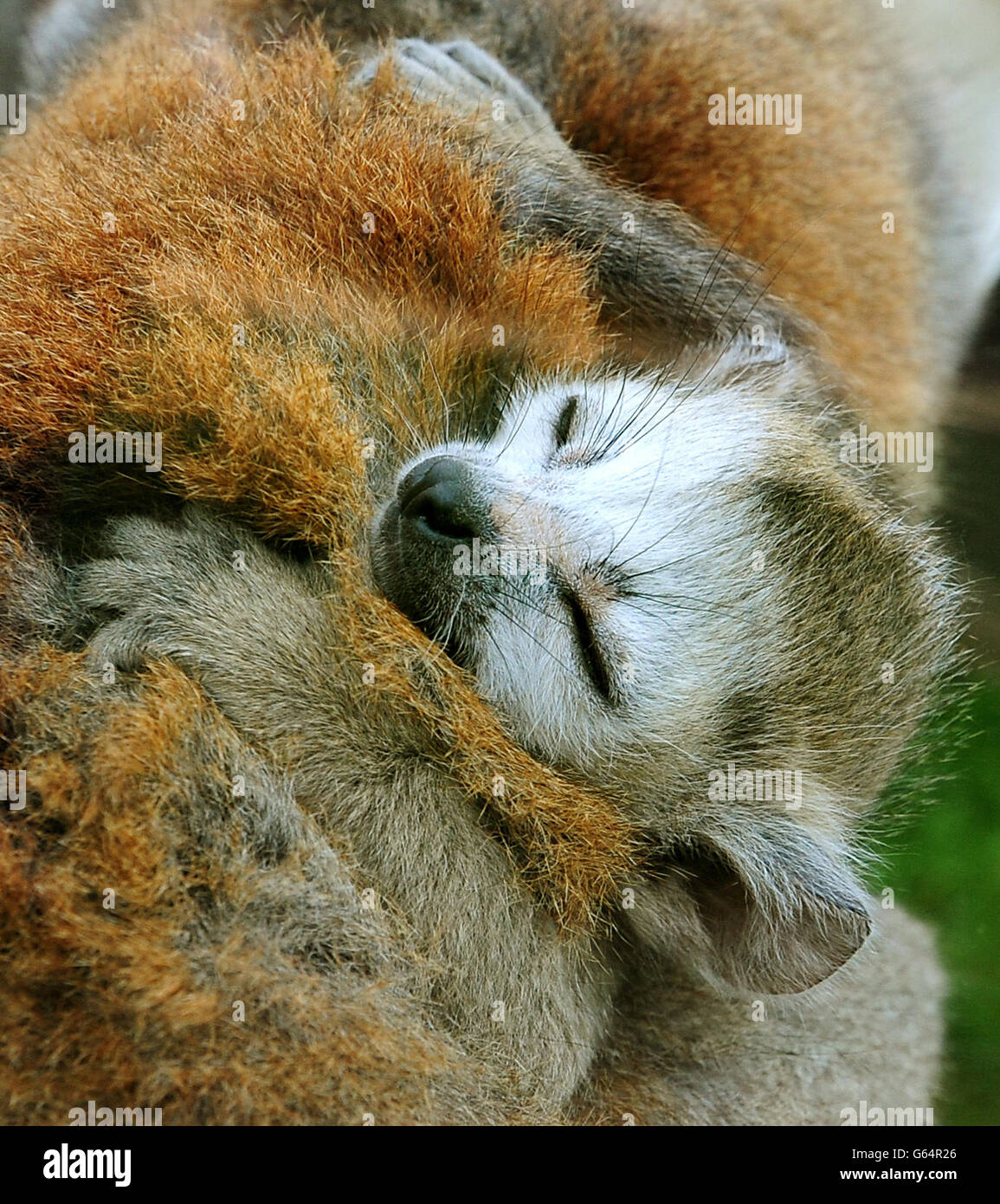 Newborn baby Lemur Stock Photo - Alamy