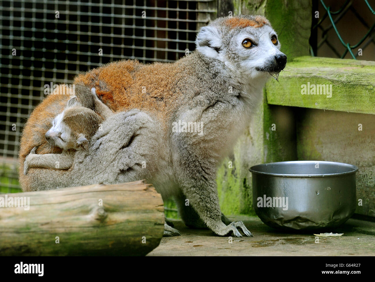 Newborn baby Lemur. Four week old crowned baby Lemur with mum Rose at ...