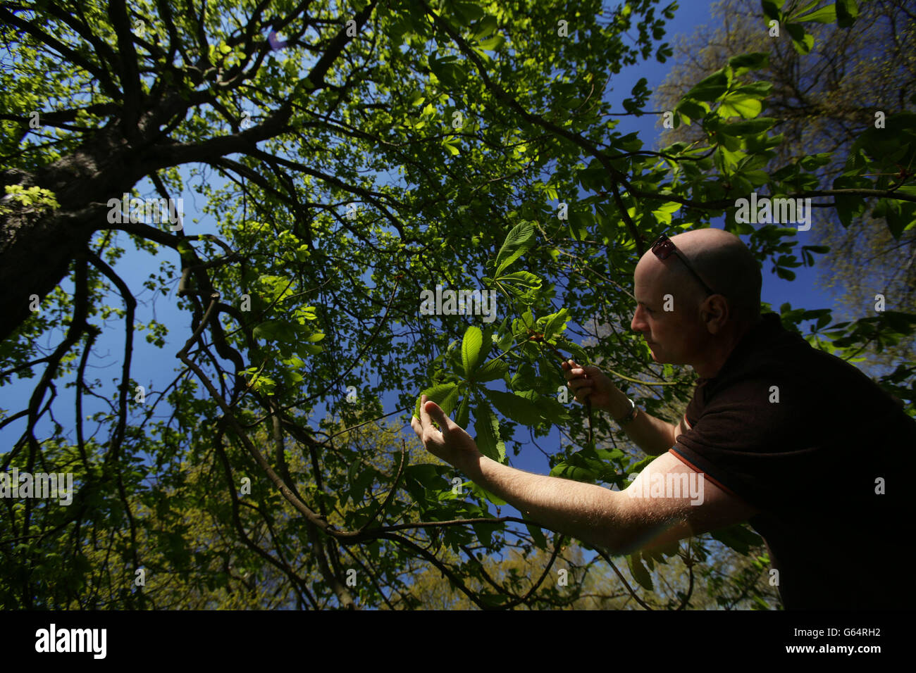 Opal tree health survey hi-res stock photography and images - Alamy