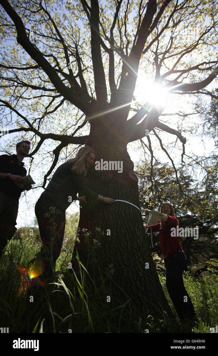 OPAL tree health survey Stock Photo - Alamy