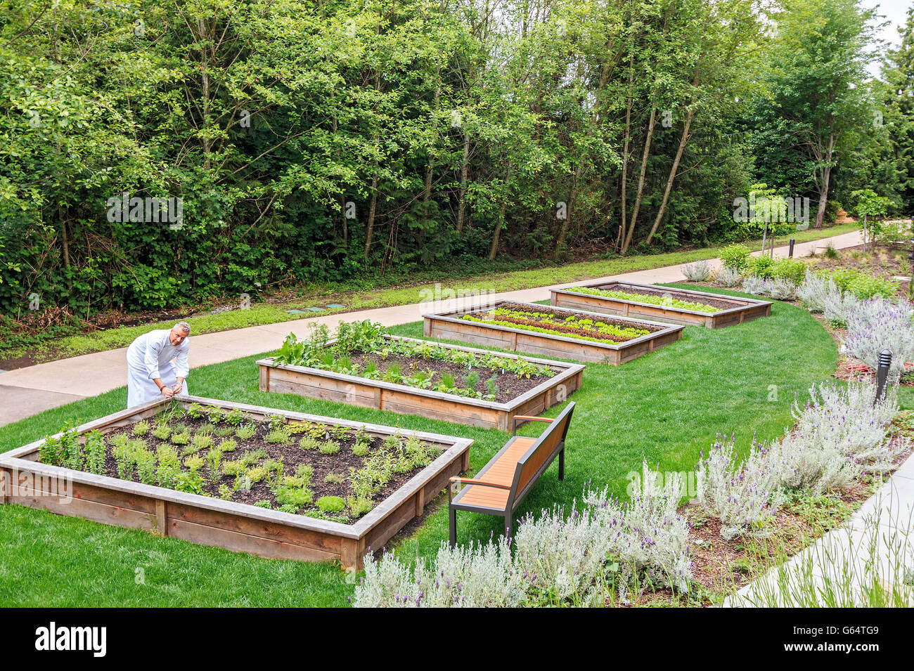 Culinary Director Roy Breiman shows off the herb and vegetable garden ...