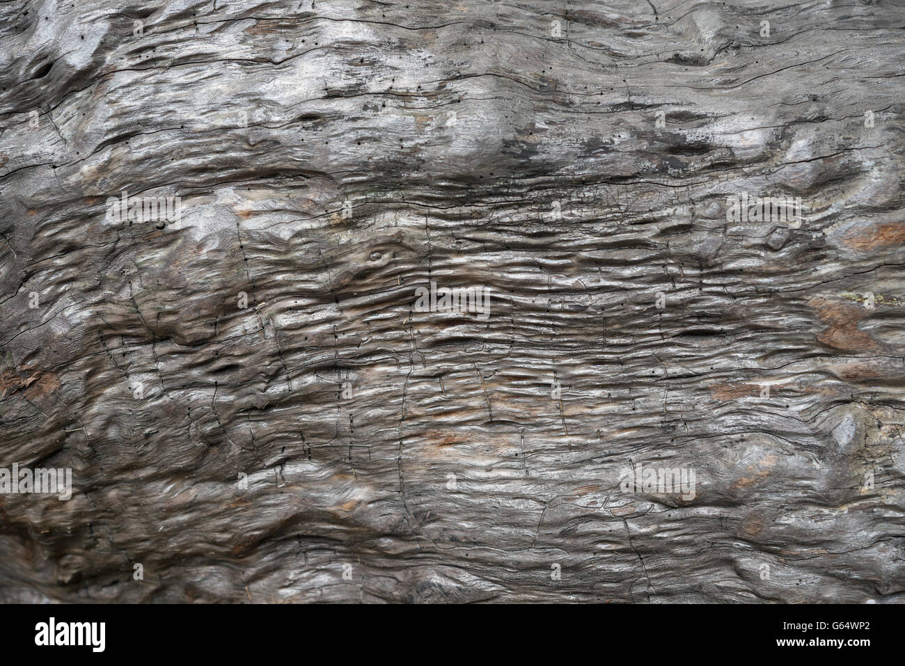 Tree bark texture hi-res stock photography and images - Alamy