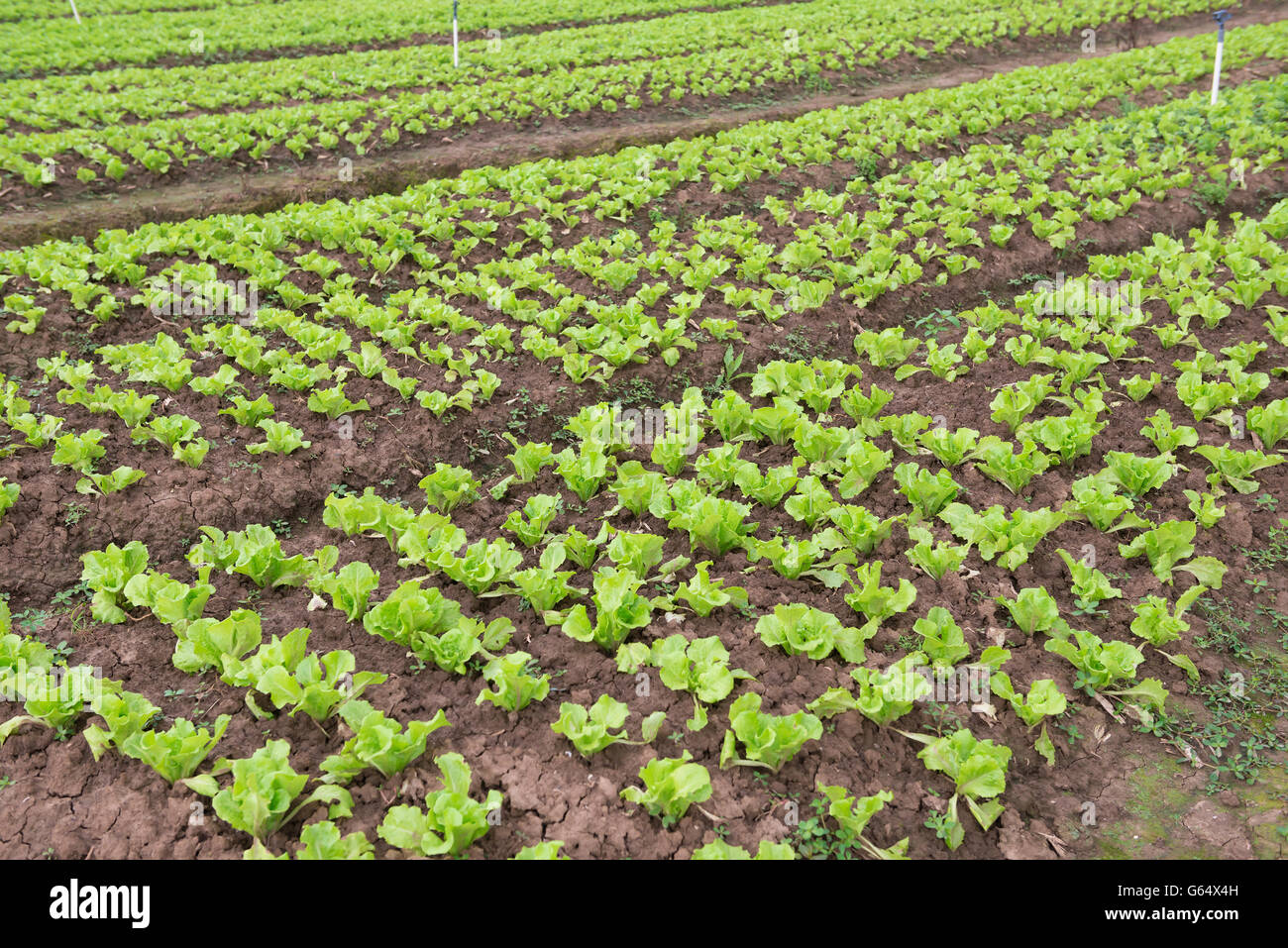 rows of planted lettuce on the field Stock Photo - Alamy