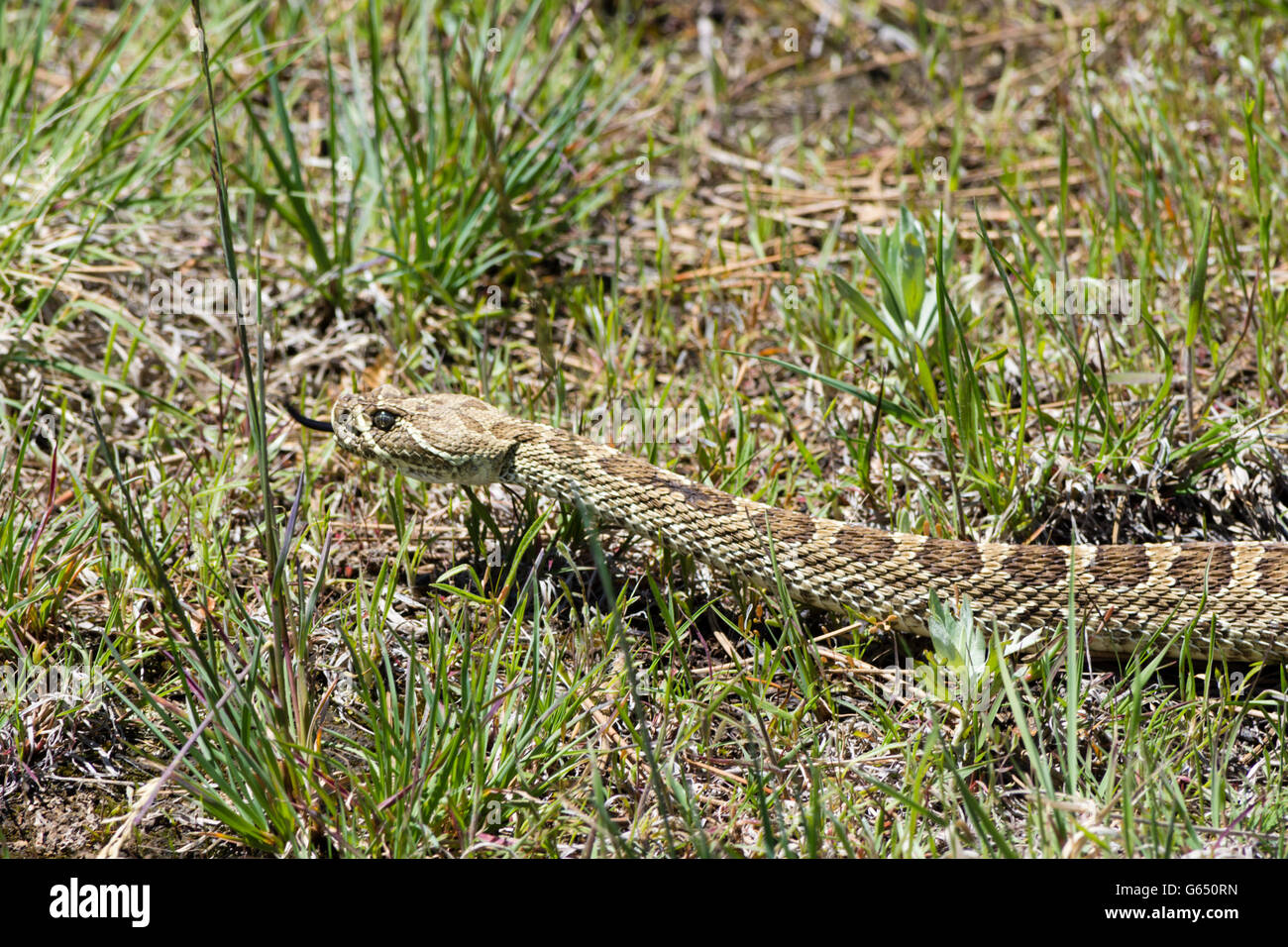 Prairie Rattlesnake High Resolution Stock Photography and Images - Alamy
