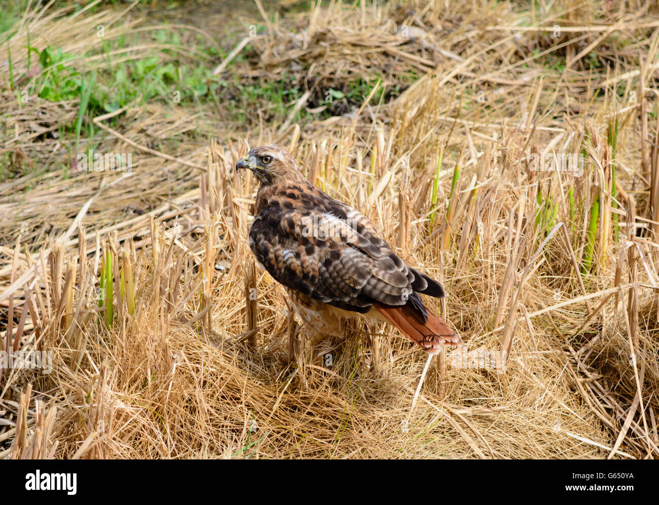 Red-tailed Hawk (Buteo jamaicensis) in cattail marsh, Aurora Colorado ...