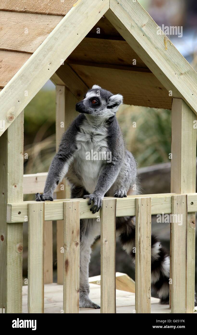 A ring tailed Lemur gets to grips with a new slide and climbing frame ...
