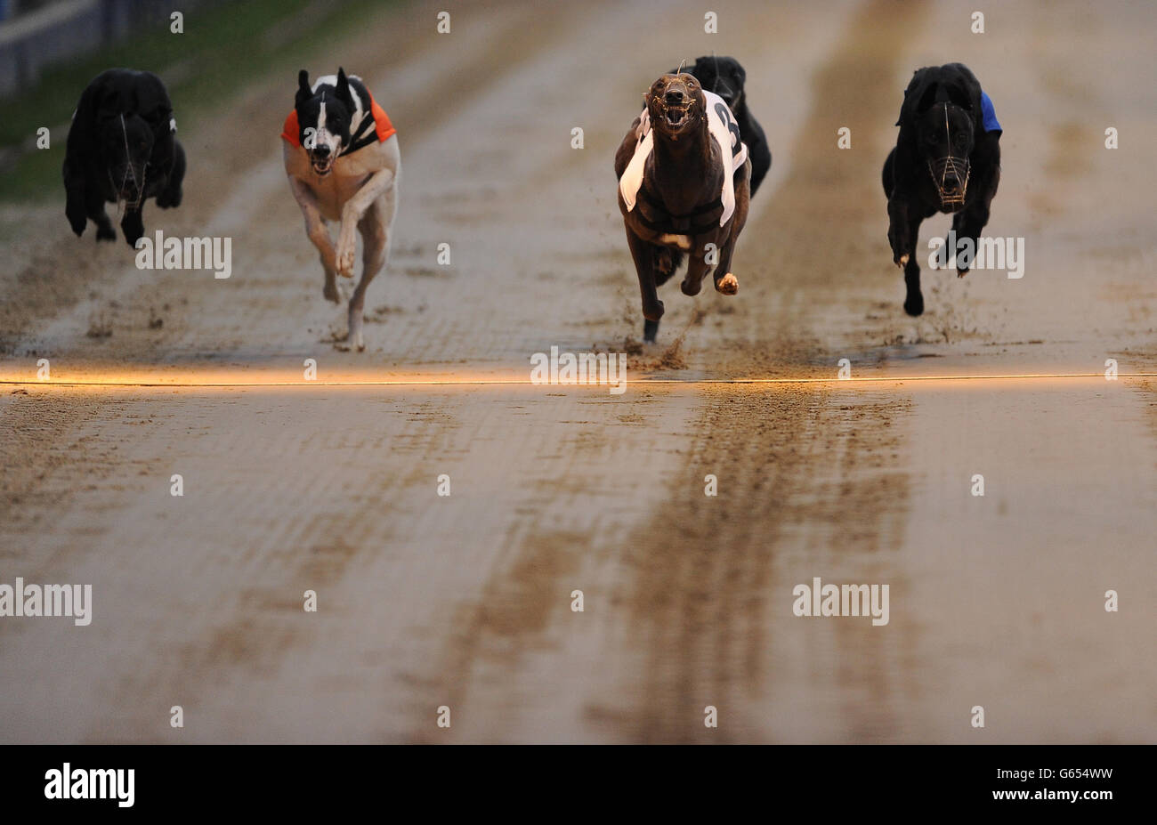 Greyhound Racing - William Hill Derby - Day One - Wimbledon Stadium ...