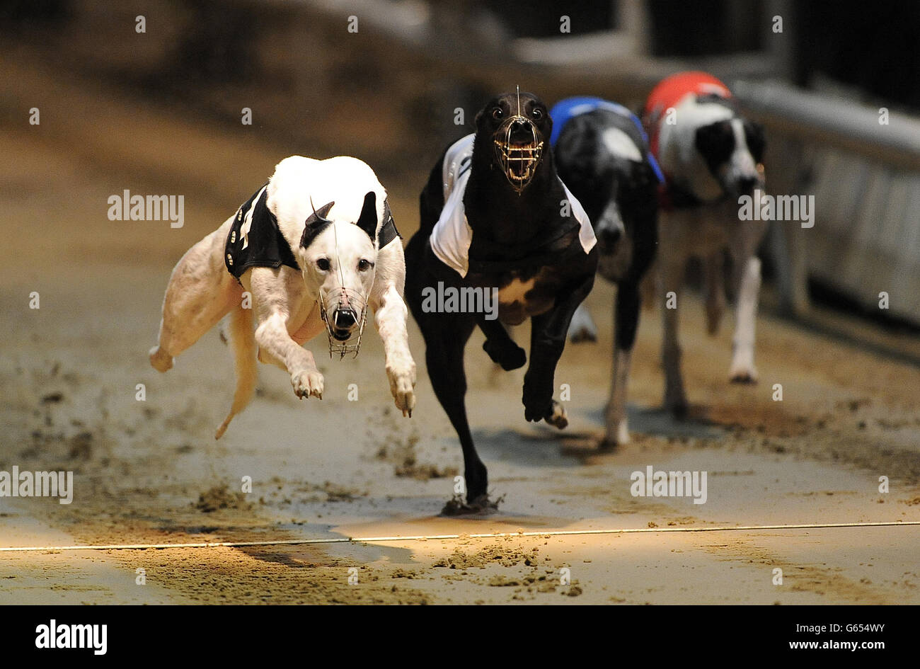 Greyhound Racing - William Hill Derby - Day One - Wimbledon Stadium ...