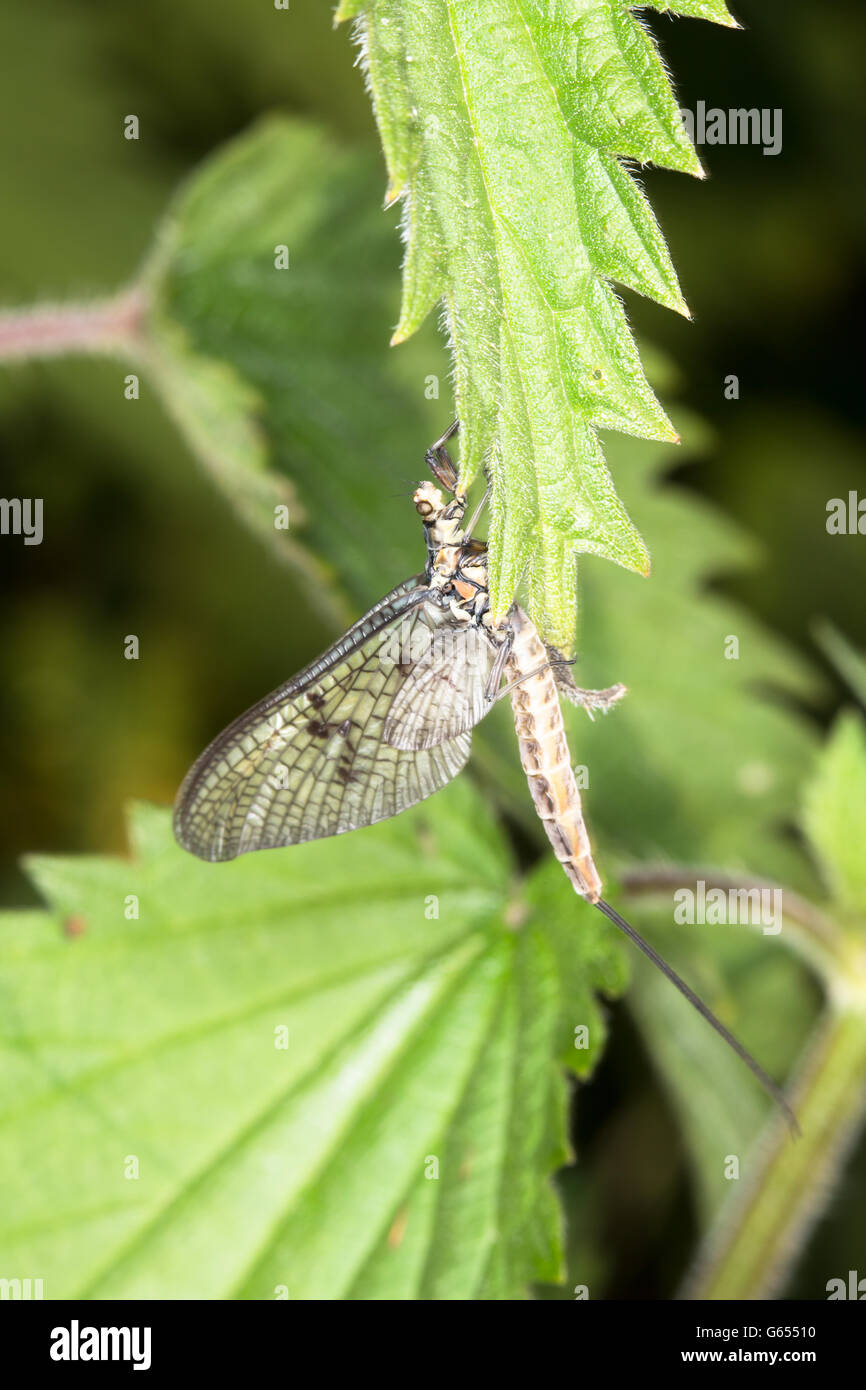 A macro image of a May Fly/Shad Fly, "Green Drake", (Epherema danica ...