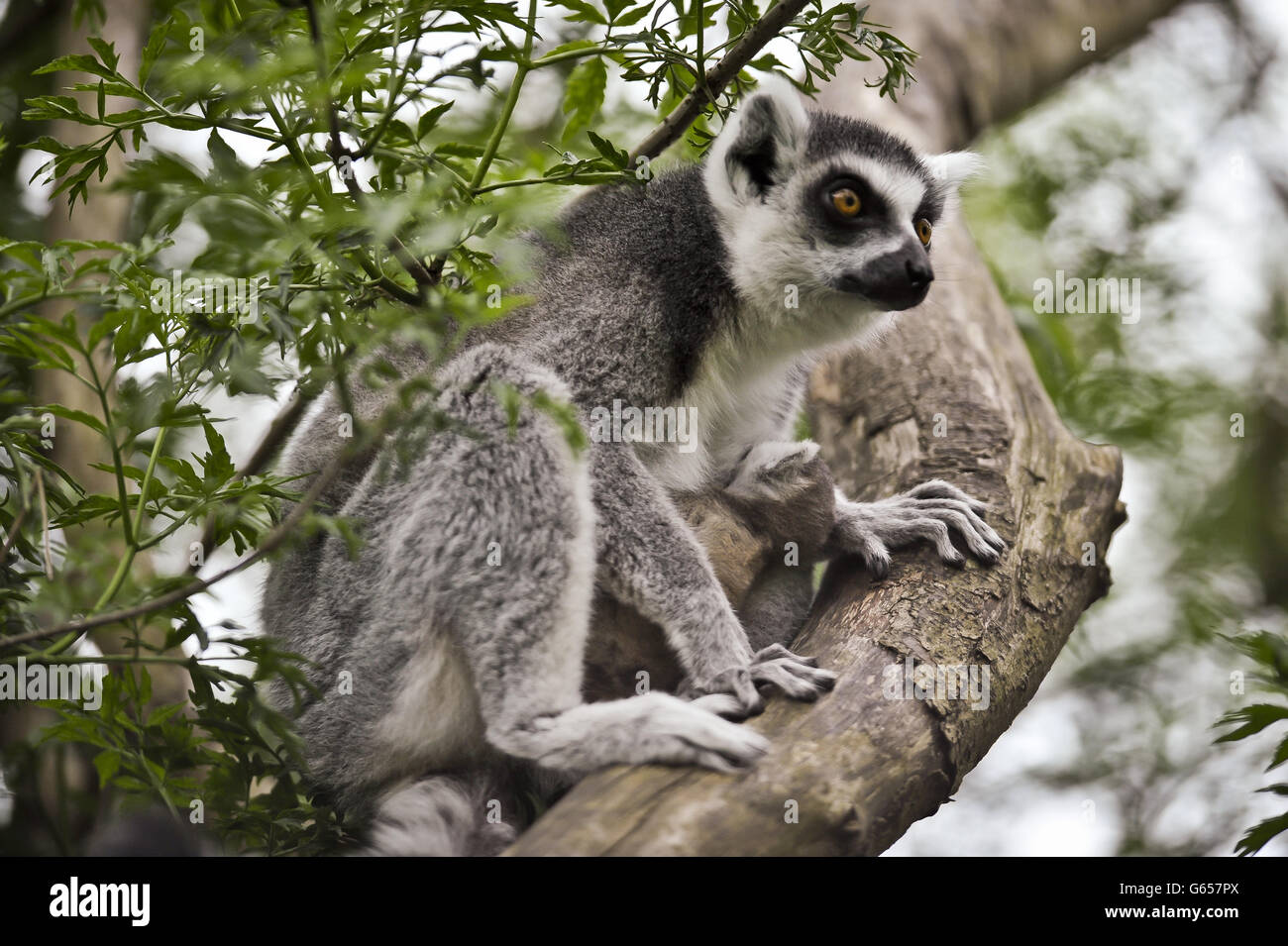 Newborn baby lemur Stock Photo - Alamy