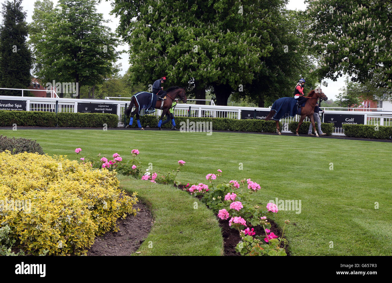 Horse Racing - Lingfield Park Racecourse Stock Photo - Alamy