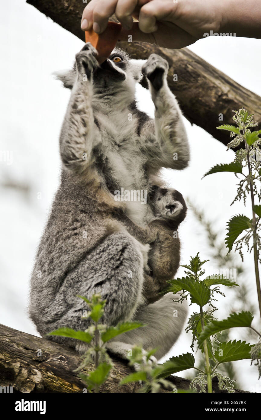 Newborn baby lemur Stock Photo - Alamy