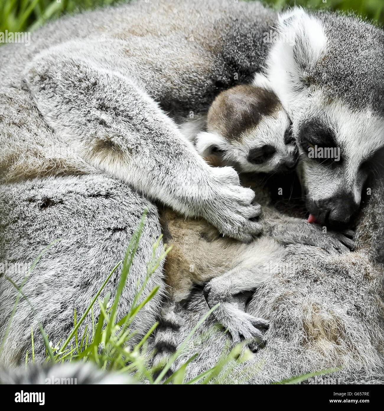 Wild Animals Cuddling