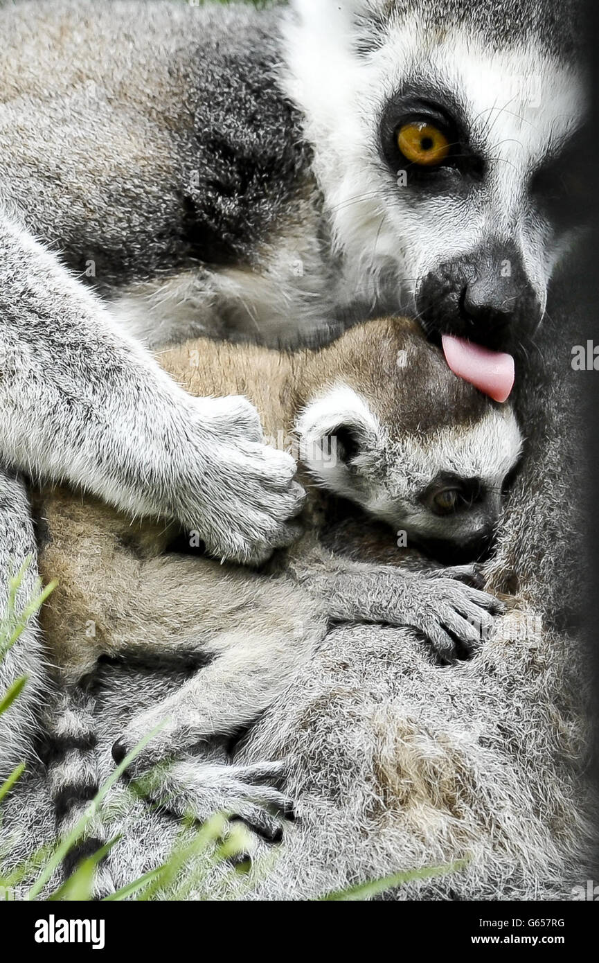 Newborn baby lemur Stock Photo - Alamy
