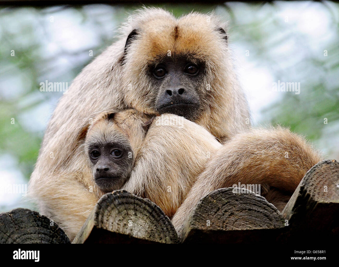 Twycross Zoo monkeys Stock Photo - Alamy