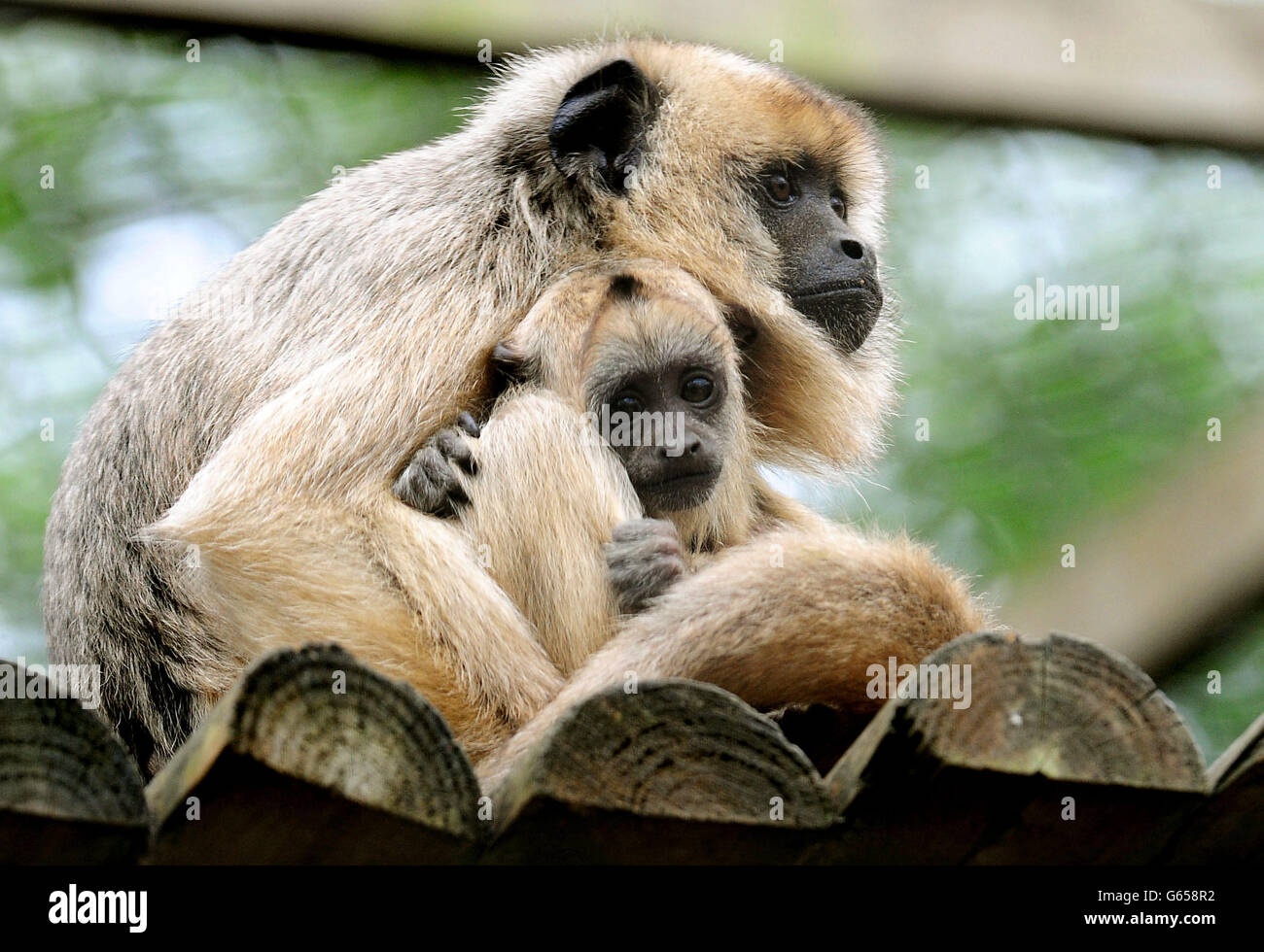 Twycross Zoo monkeys Stock Photo - Alamy
