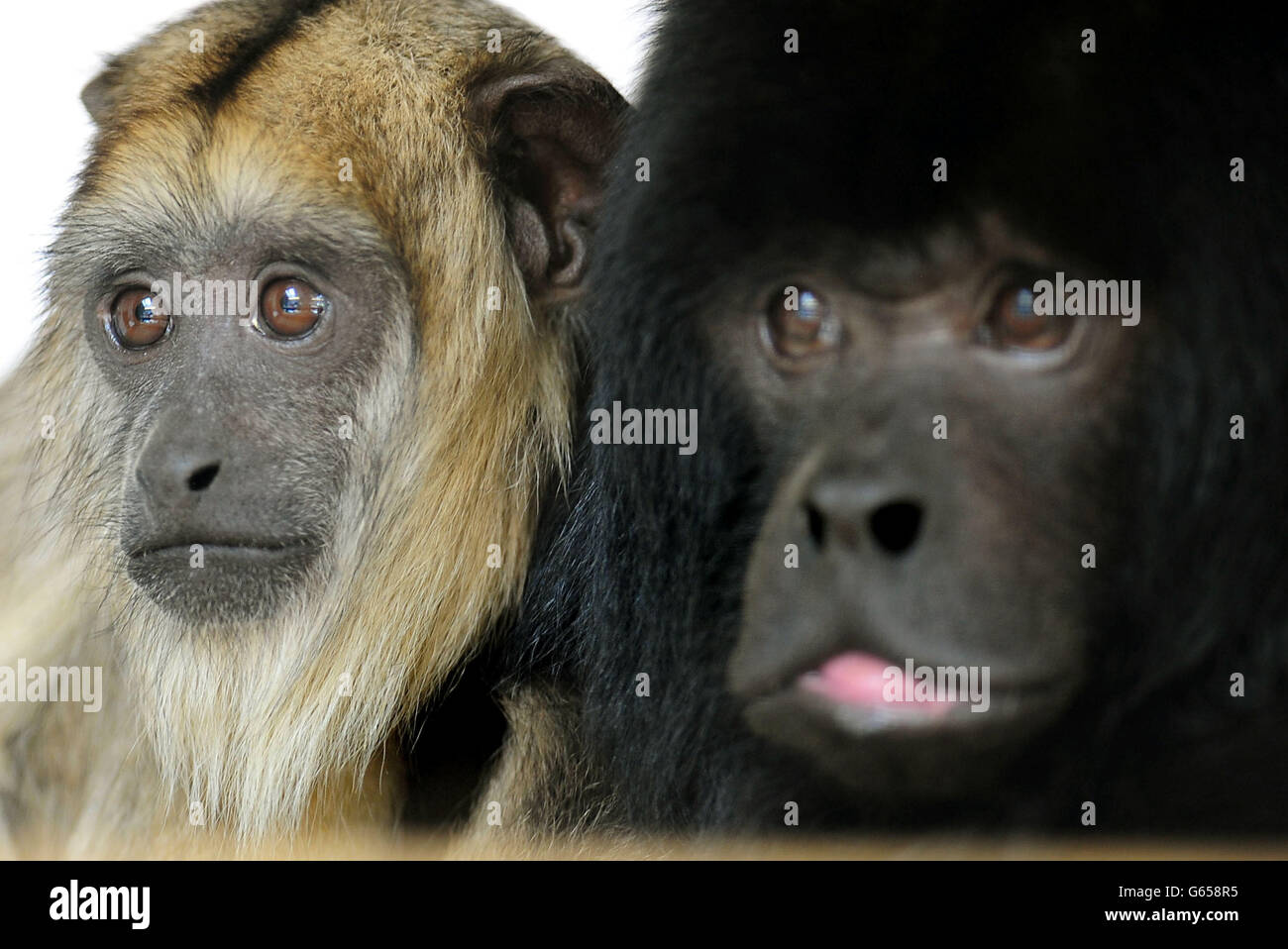 Twycross Zoo monkeys Stock Photo - Alamy