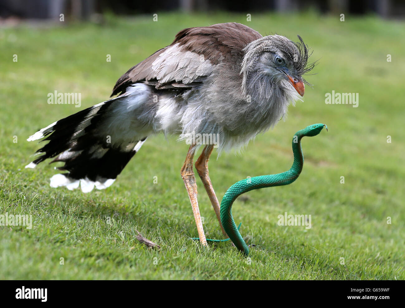Phoenix, the red legged Seriema. Phoenix, the Red legged Seriema with a ...