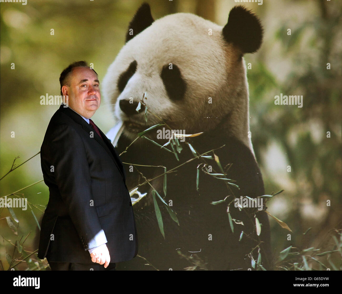 Scotland's First Minister Alex Salmond walks past a photograph of Yang ...