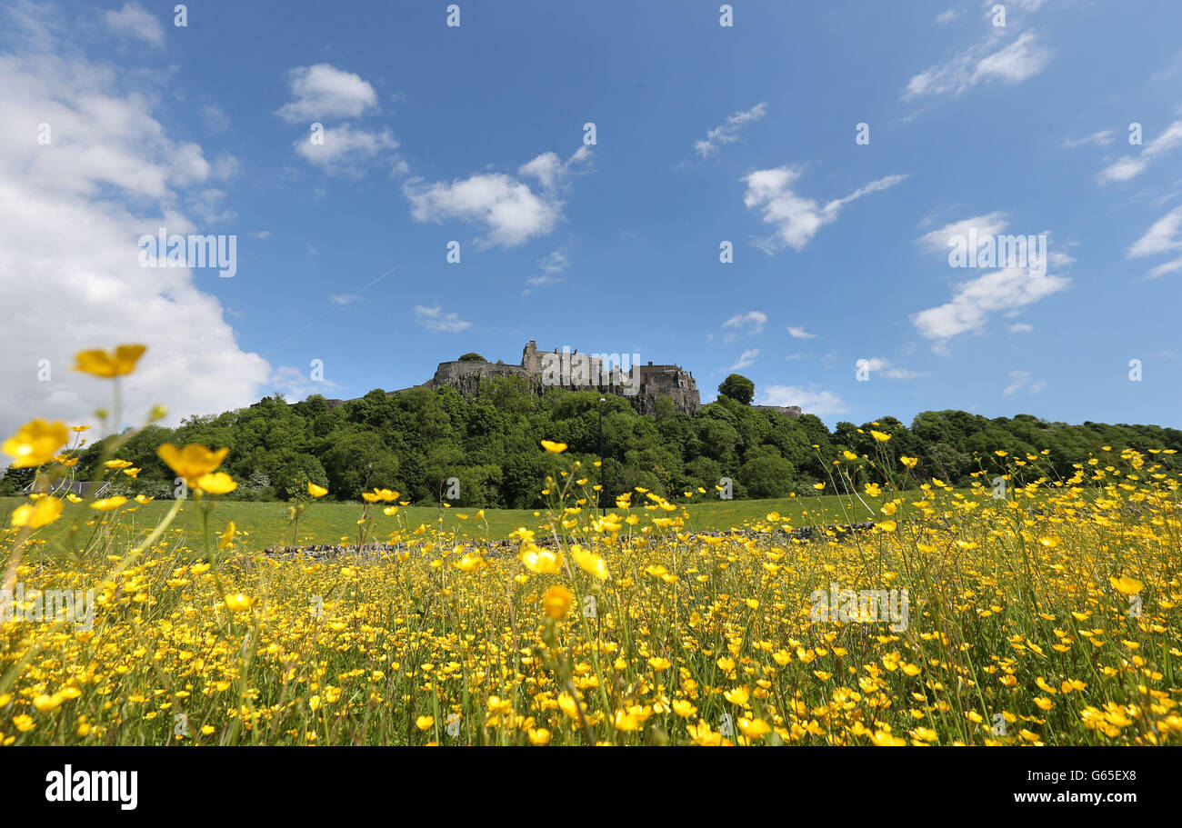 Buttercups in the fields surrounding Stirling Castle during a spell of ...