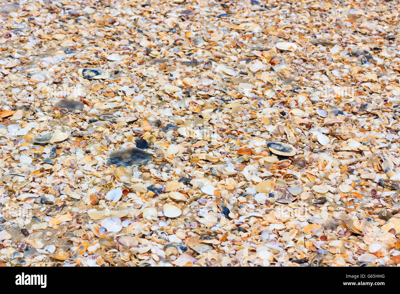 Colorful shells at the day time on nature background. Lots of different ...
