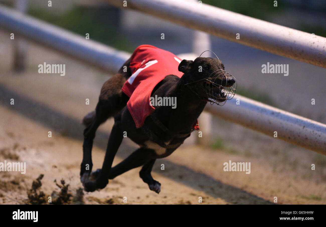 Priceless Pilot wins The William Hill Greyhound Derby 2nd Round Heat 14 ...