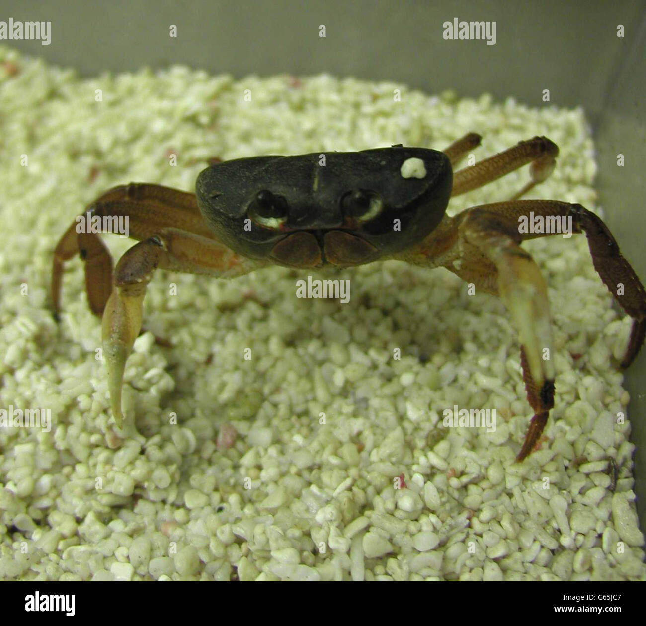 CRUSTY THE CRAB Stock Photo - Alamy