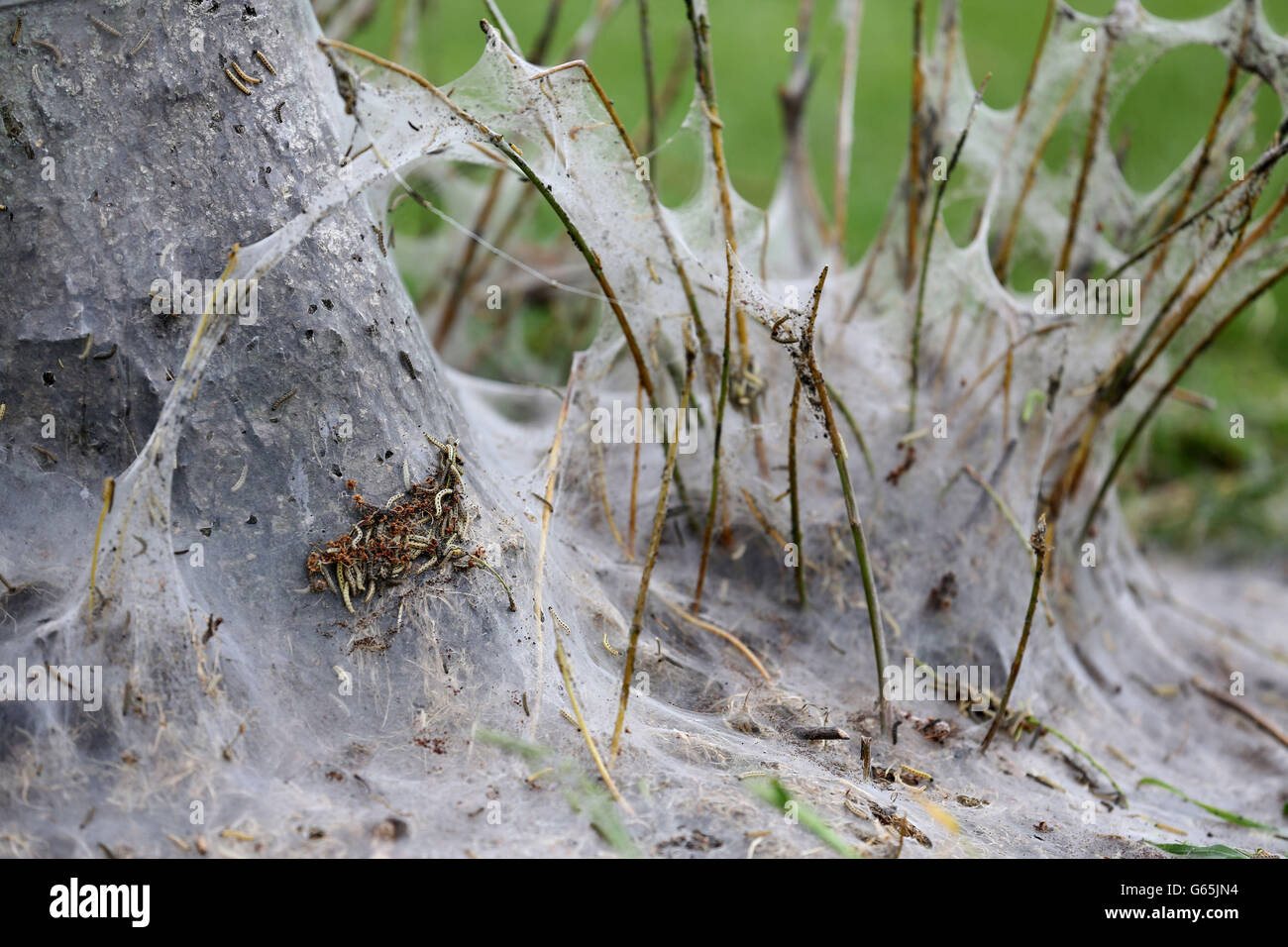 Ermine moth caterpillars cover trees Stock Photo - Alamy