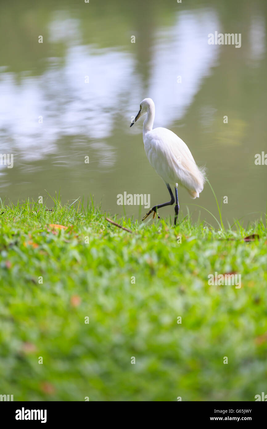 Animals in Wildlife. Side view of white egret go hunting for small fish ...