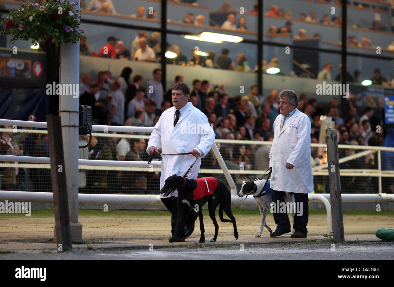 Greyhound Racing - William Hill Derby - Day Two - Wimbledon Stadium ...